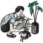 Hydro - Dracaena Reflexa Song of Sri Lanka Busch online kaufen